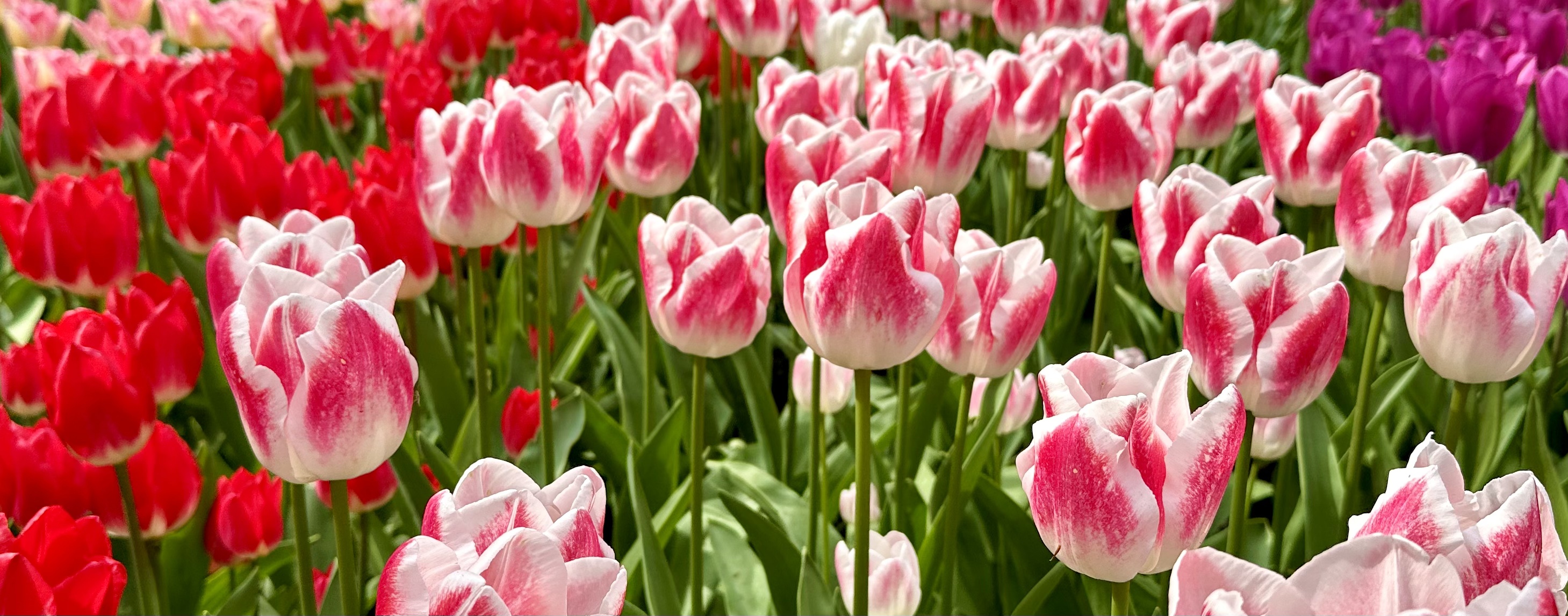 The Journey of Tulips from Central Asia to Netherlands – Let's See Places
